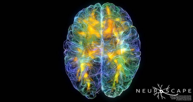 human-brains-preserving | EstherArtNewsLetter